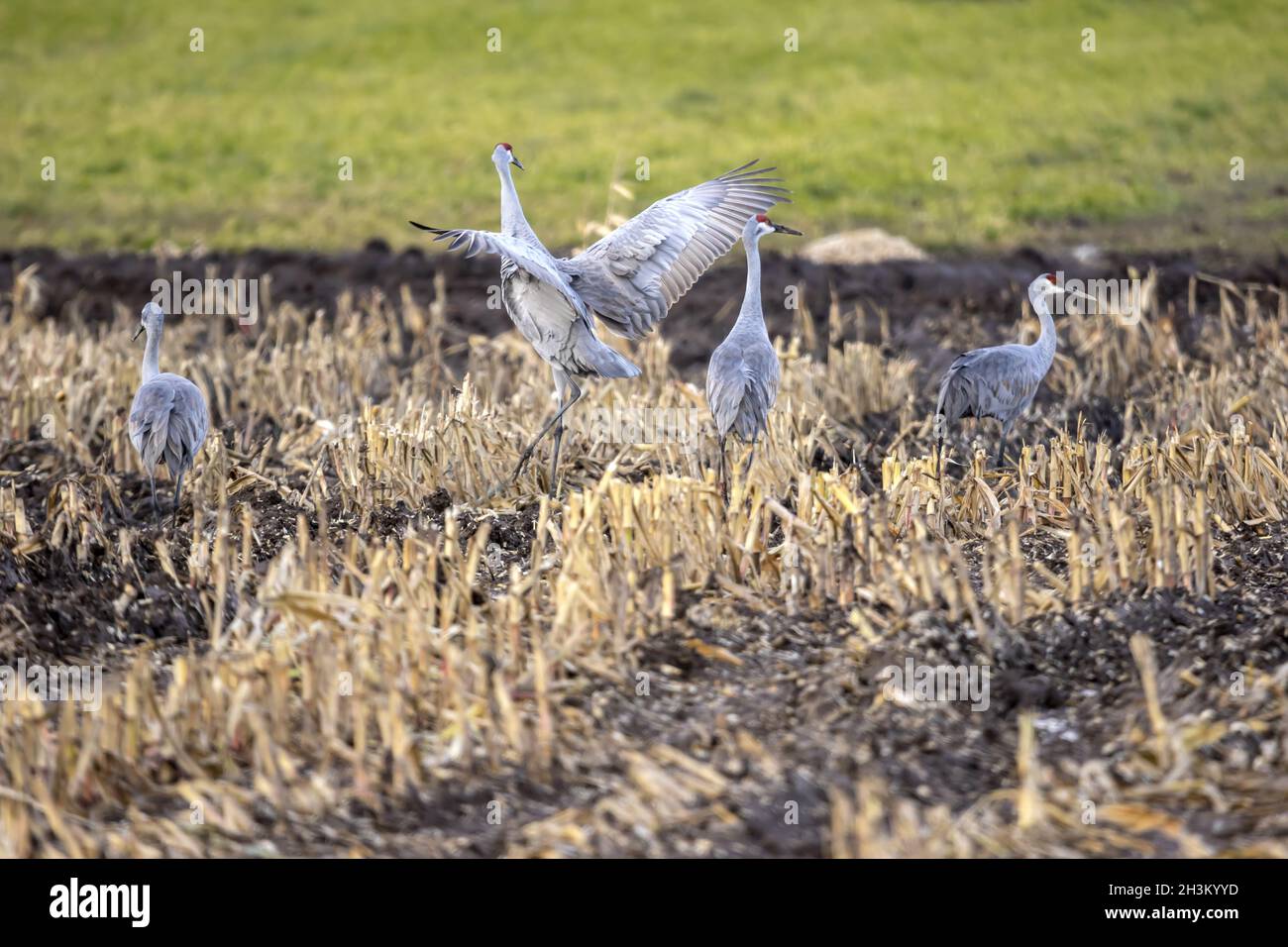 Flock of Sandhill Cranes of a field Stock Photo - Alamy