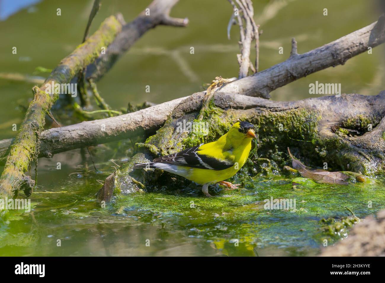 The American goldfinch (Spinus tristis) lookingfor food in the swamp ...