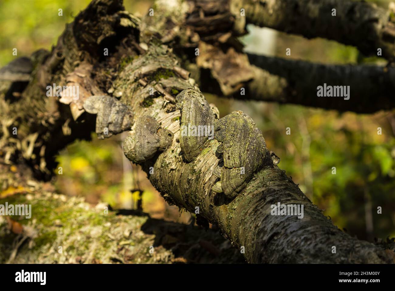 Wood rotting fungi hi-res stock photography and images - Alamy
