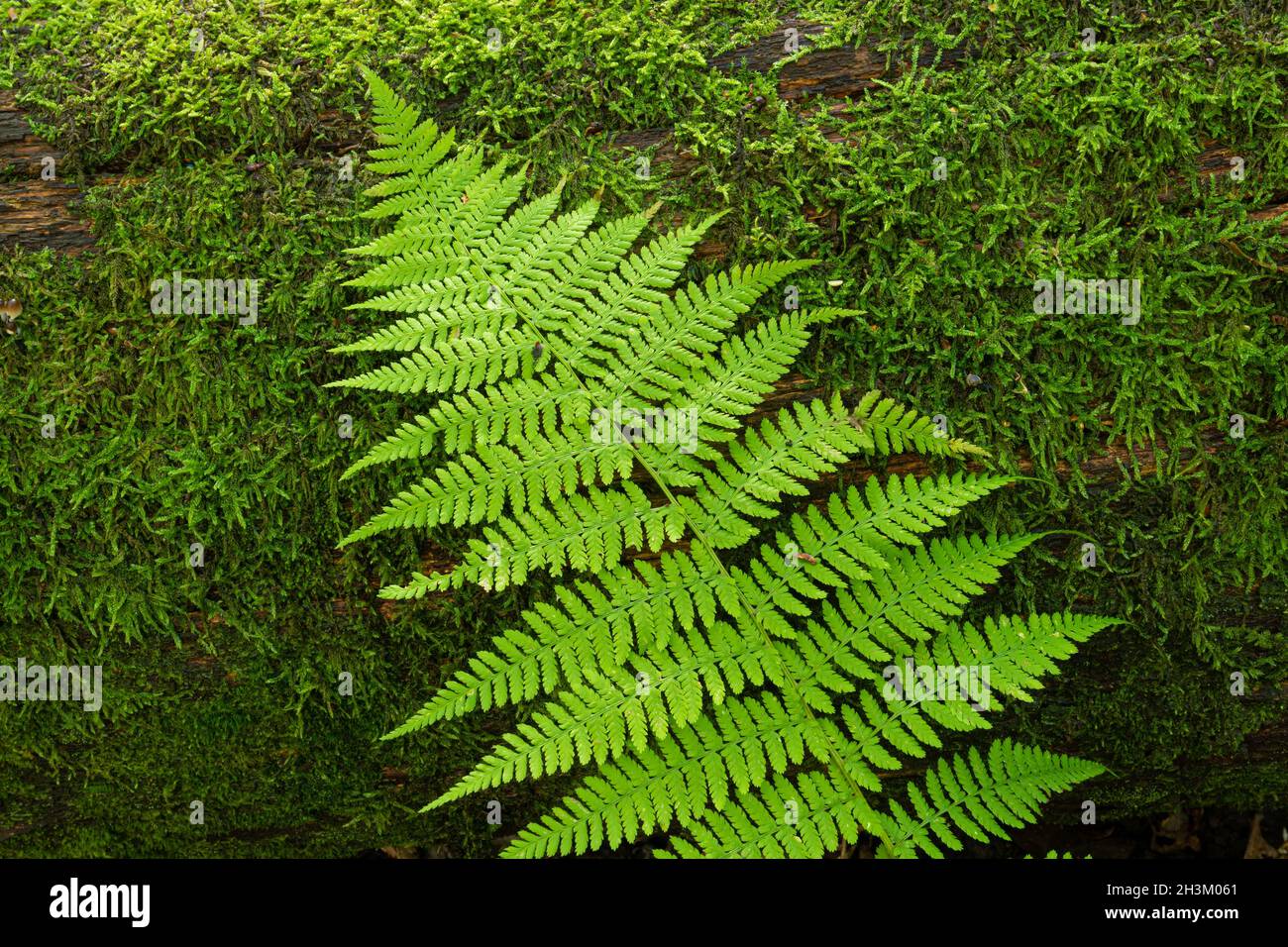 Tree ferns uk hi-res stock photography and images - Alamy