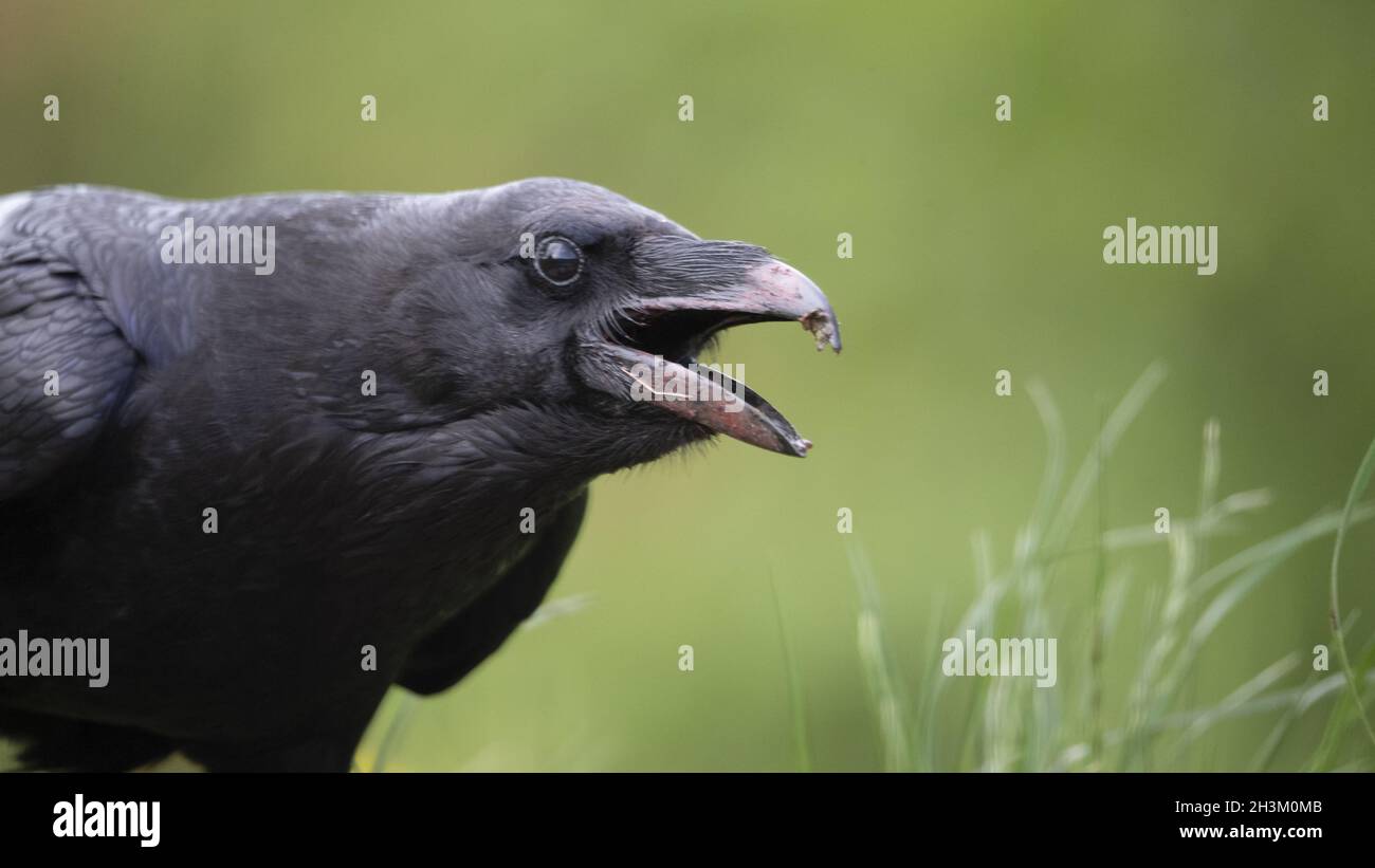 Calling raven hi-res stock photography and images - Alamy