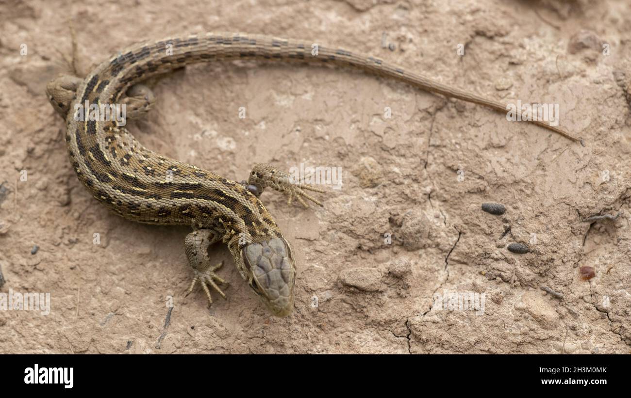 Female fence lizard hi-res stock photography and images - Alamy