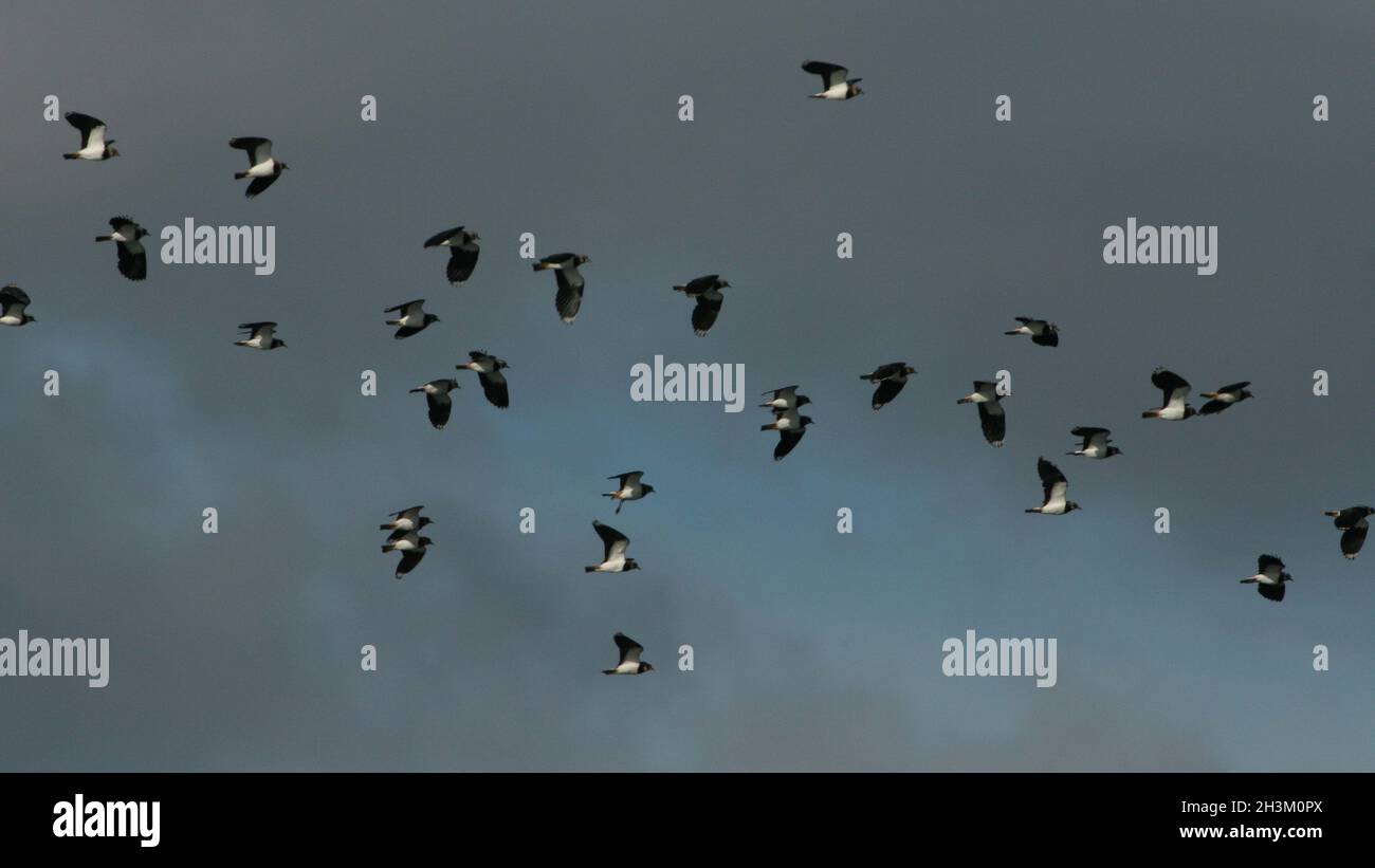 Lapwings in migration Stock Photo - Alamy