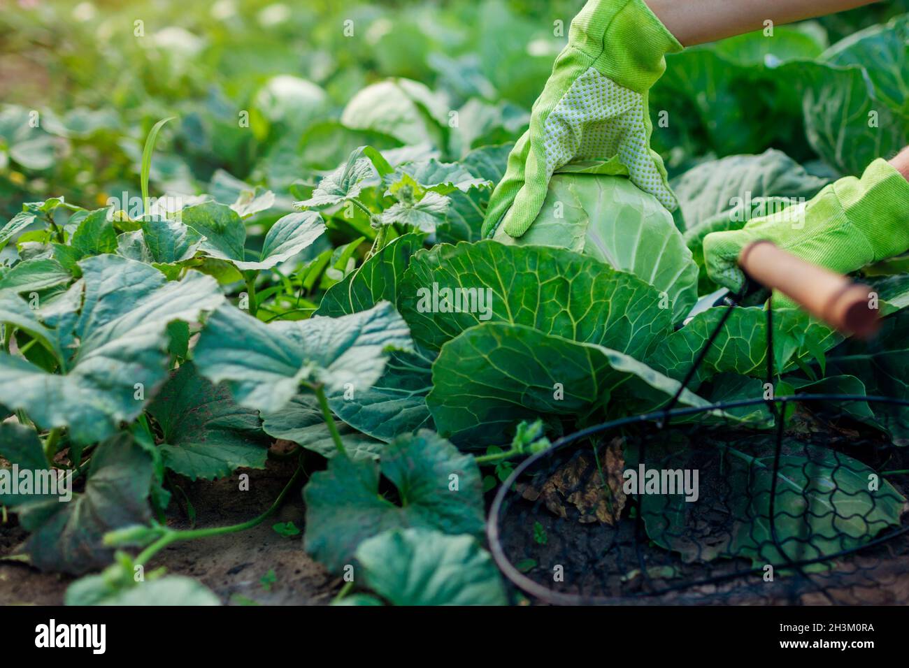 Farmer harvesting cabbage vegetables garden hi-res stock photography ...