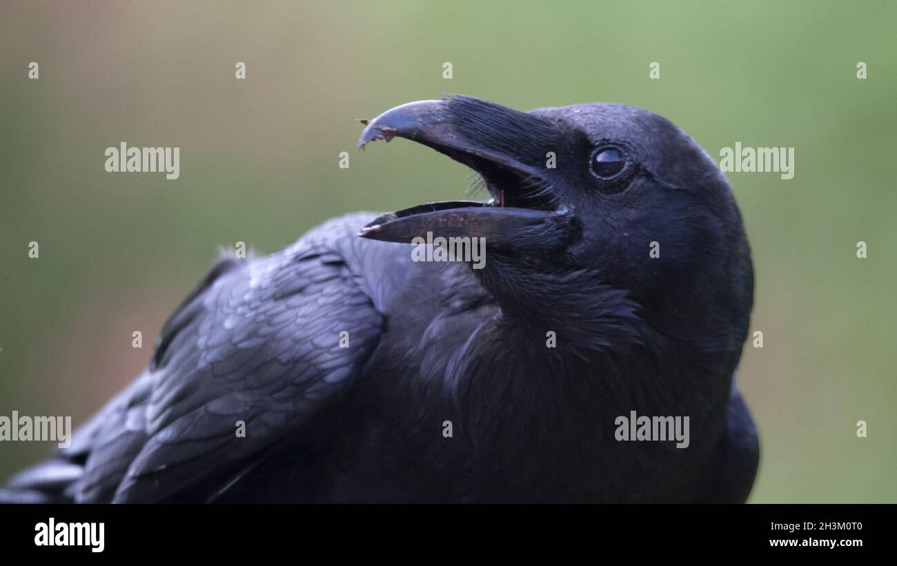 Talking raven hi-res stock photography and images - Alamy