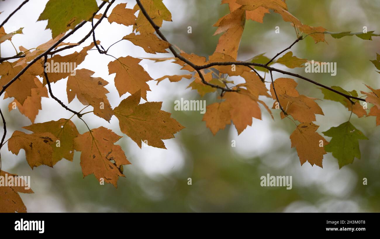 Service tree hi-res stock photography and images - Alamy