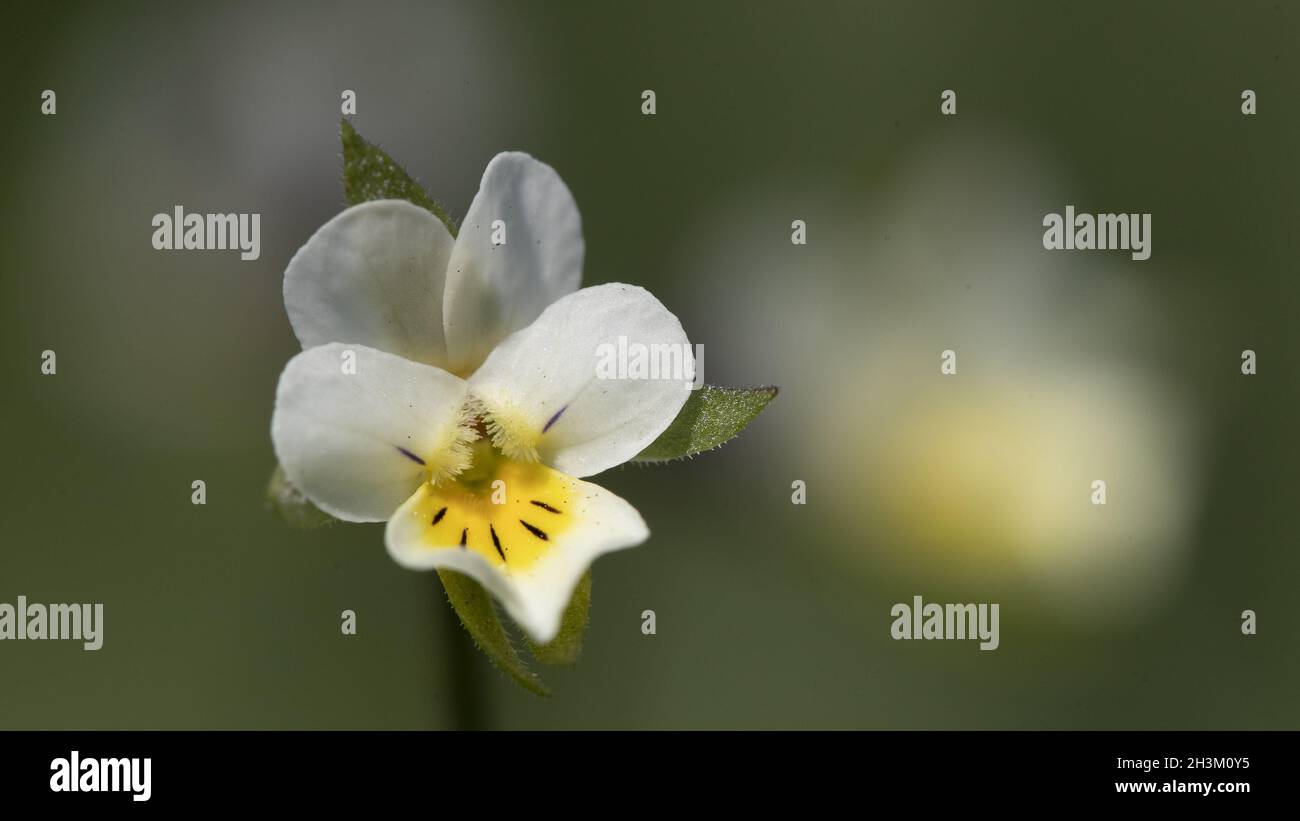 Field pansy - Viola arvensis Stock Photo - Alamy