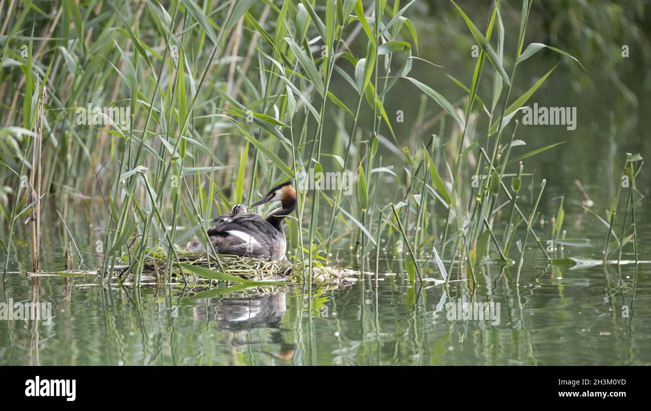 Crested grebe chick hi-res stock photography and images - Alamy