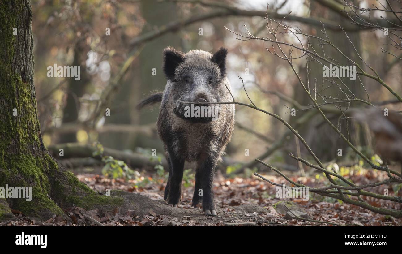 Boar forest hi-res stock photography and images - Alamy