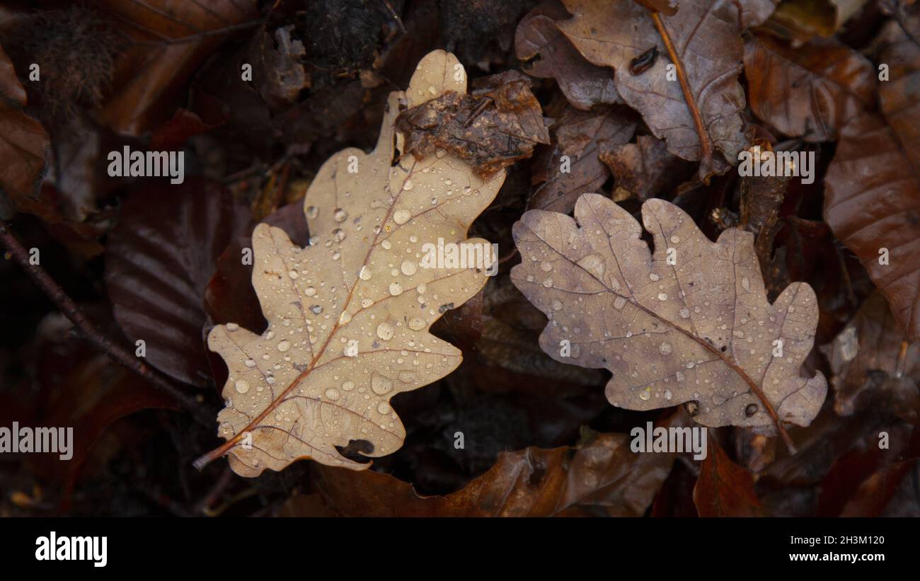 Oak Leave with trops Stock Photo - Alamy