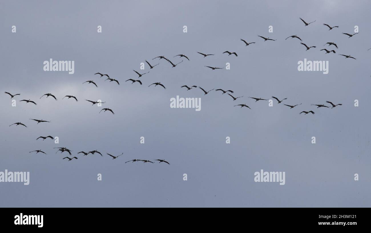 Common Crane flying Stock Photo - Alamy
