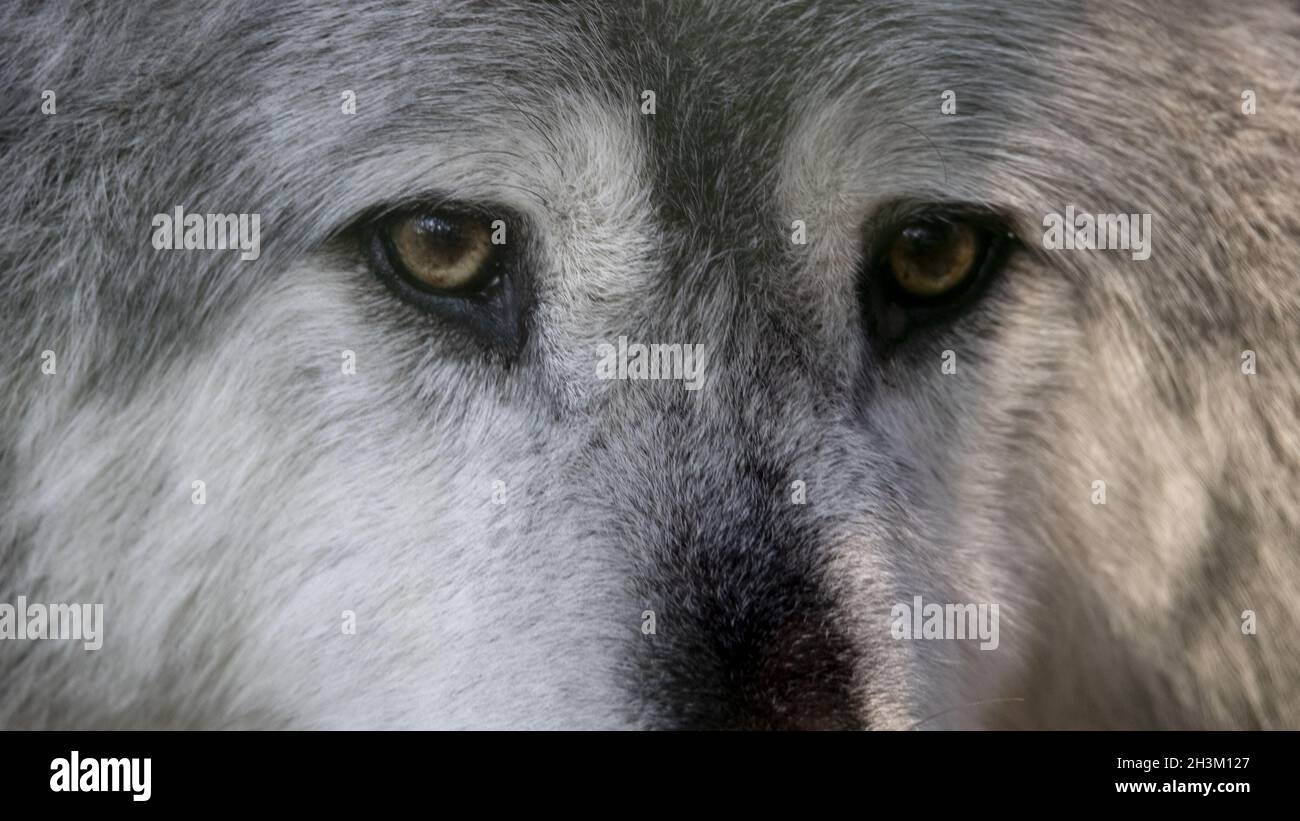 Portrait wolf hi-res stock photography and images - Alamy