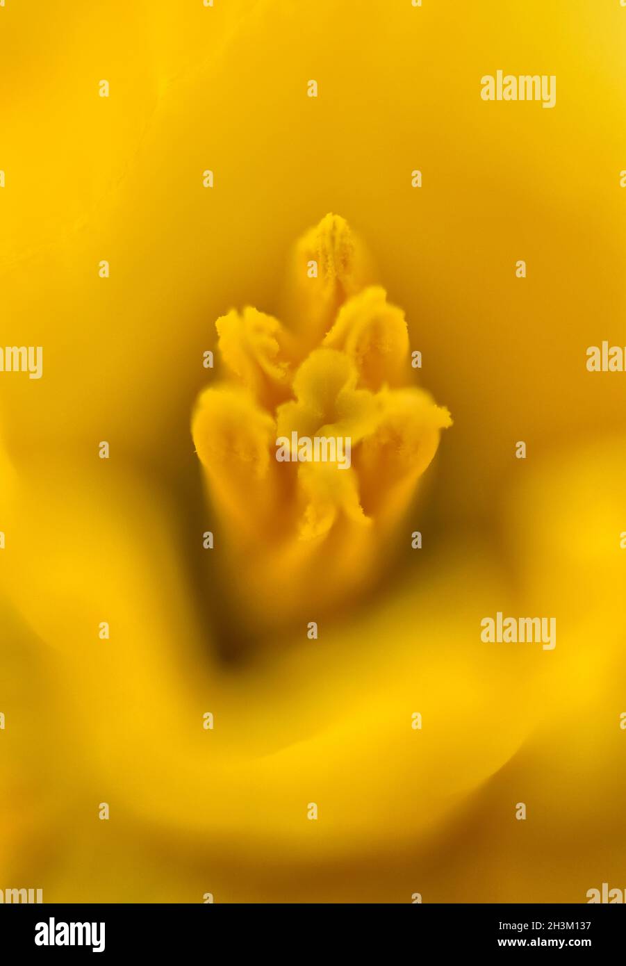 Daffodil bulbs full plant hi-res stock photography and images - Alamy