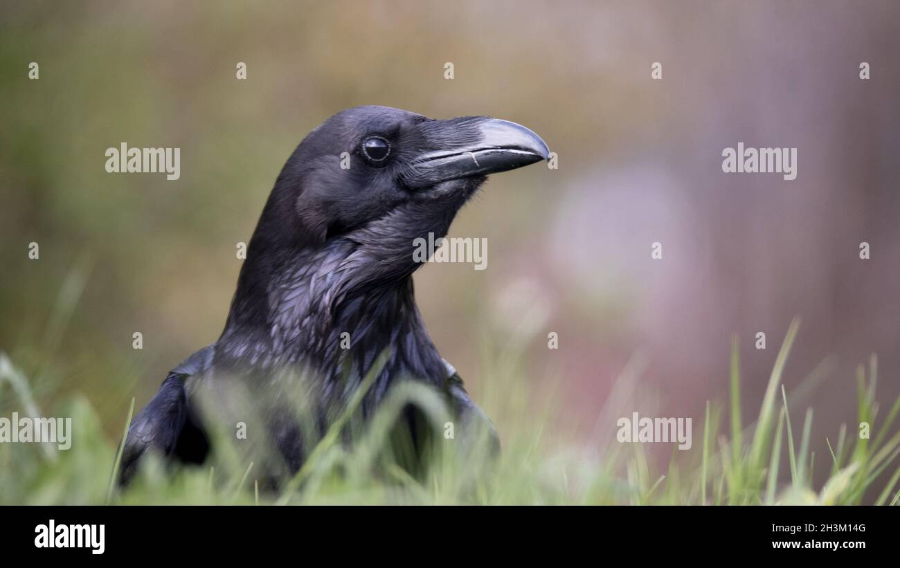 Talking raven hi-res stock photography and images - Alamy