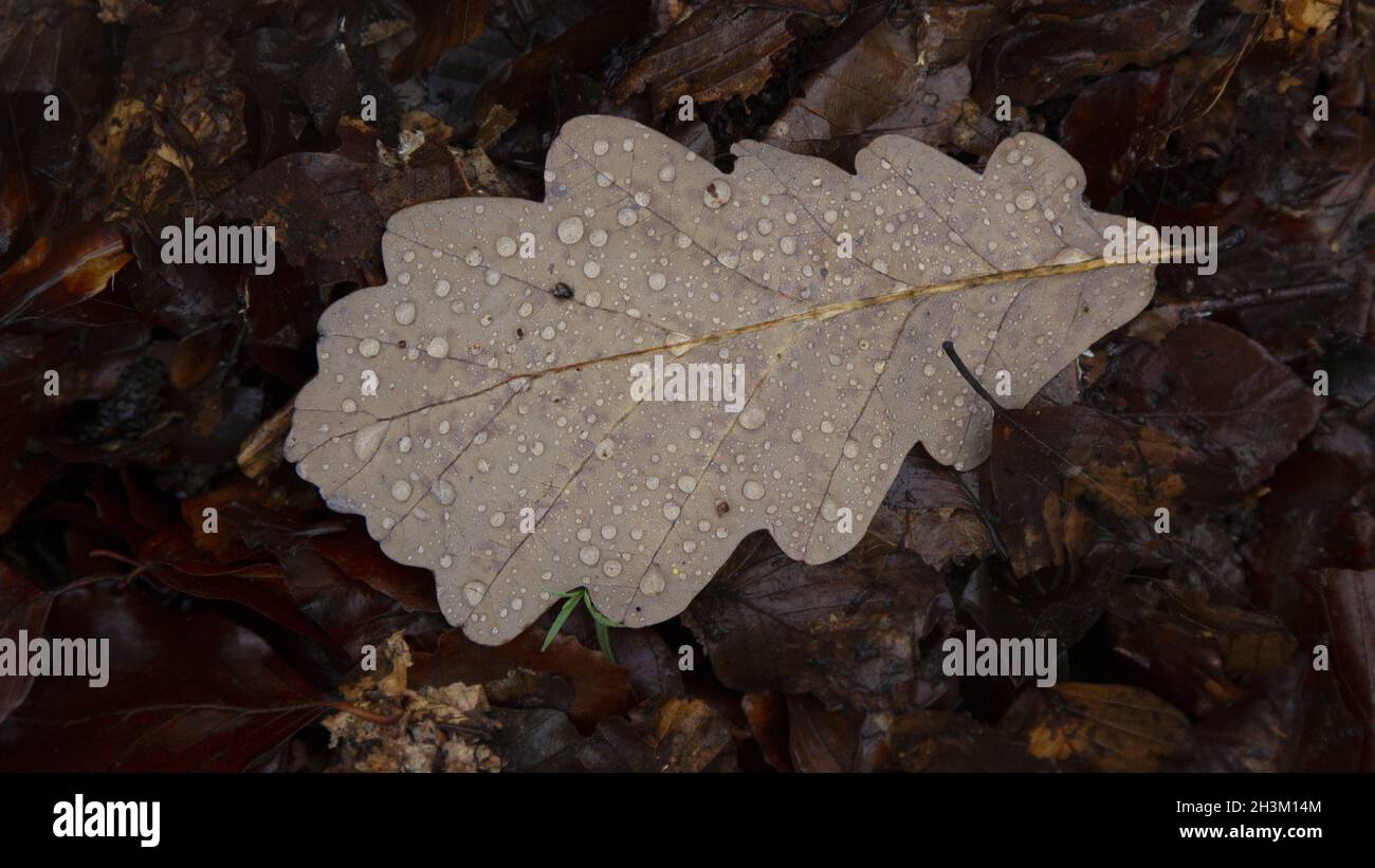 Oak leave hi-res stock photography and images - Alamy