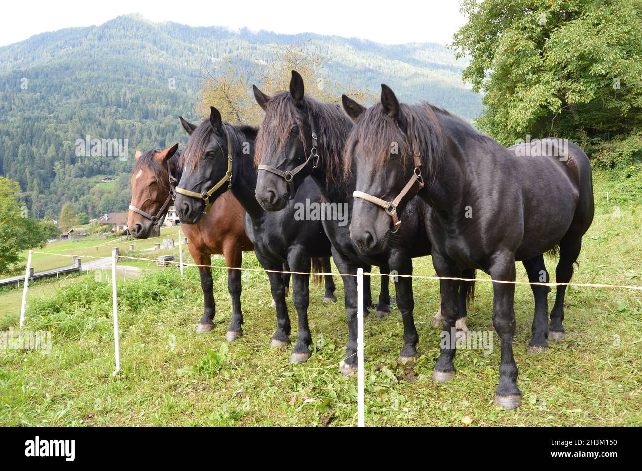 Cavalli al pascolo Stock Photo - Alamy