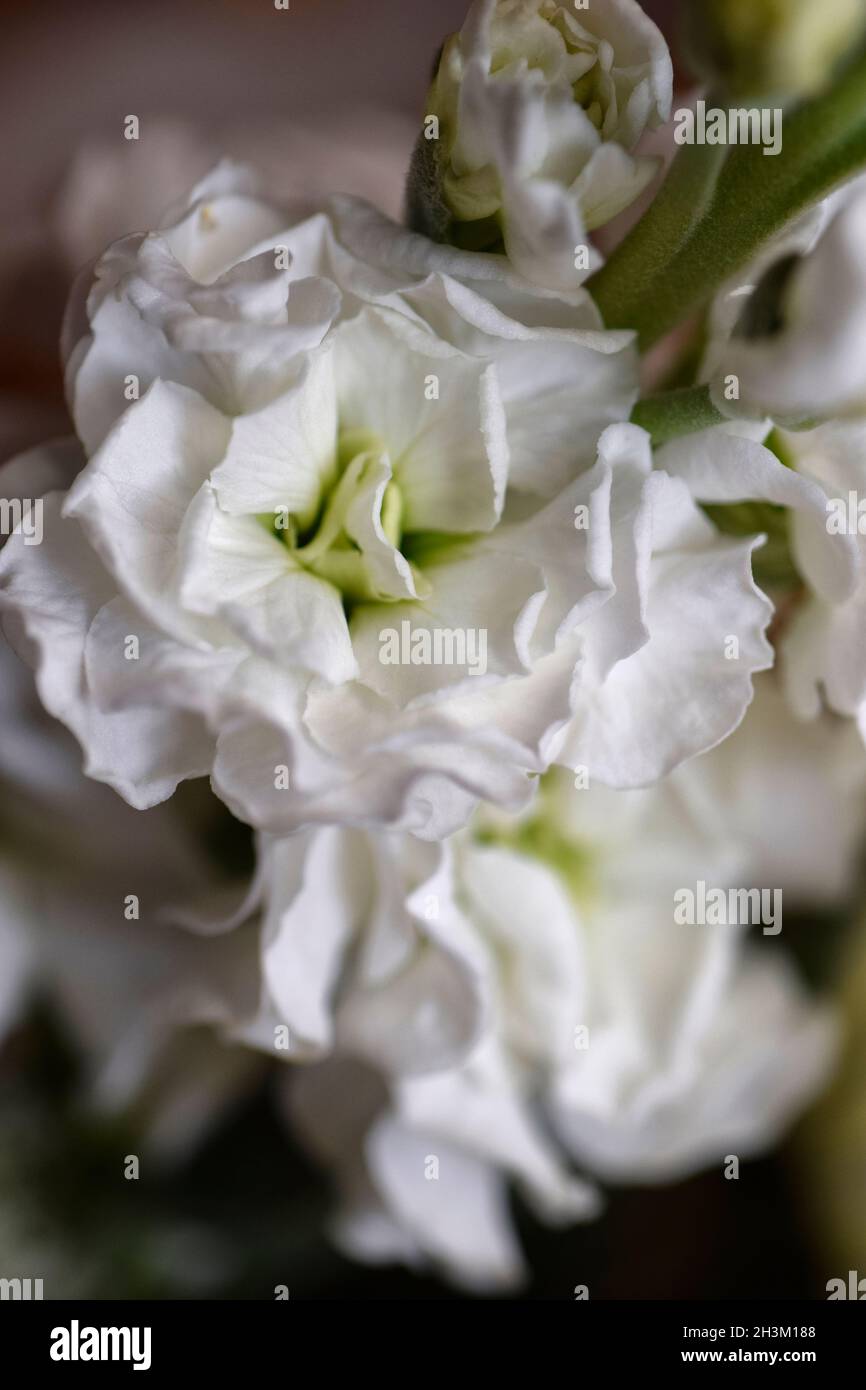 White Stock Flower
