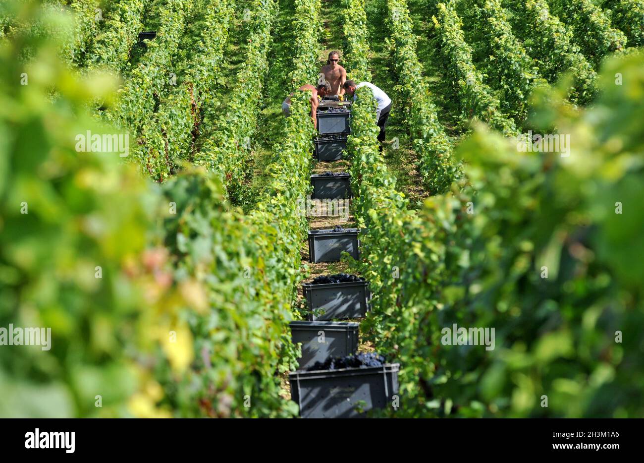 Taittinger champagne house hi-res stock photography and images - Alamy