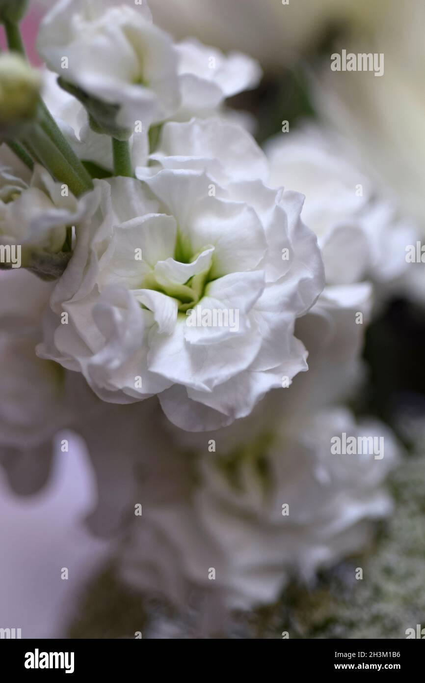 Brompton stock matthiola incana hi-res stock photography and images - Alamy