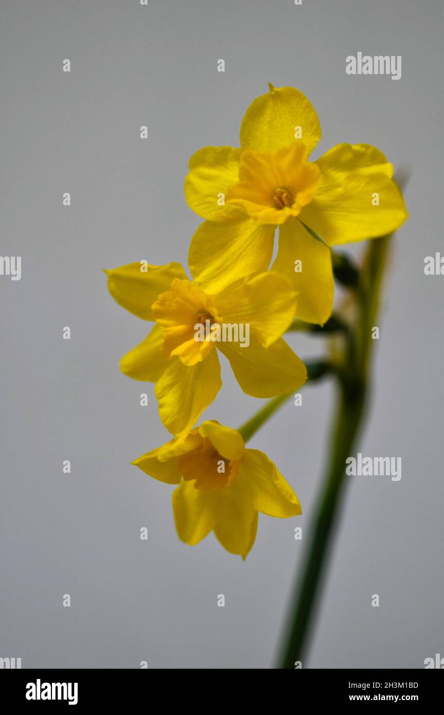 still life of a daffodil stalk with three flowers Stock Photo - Alamy