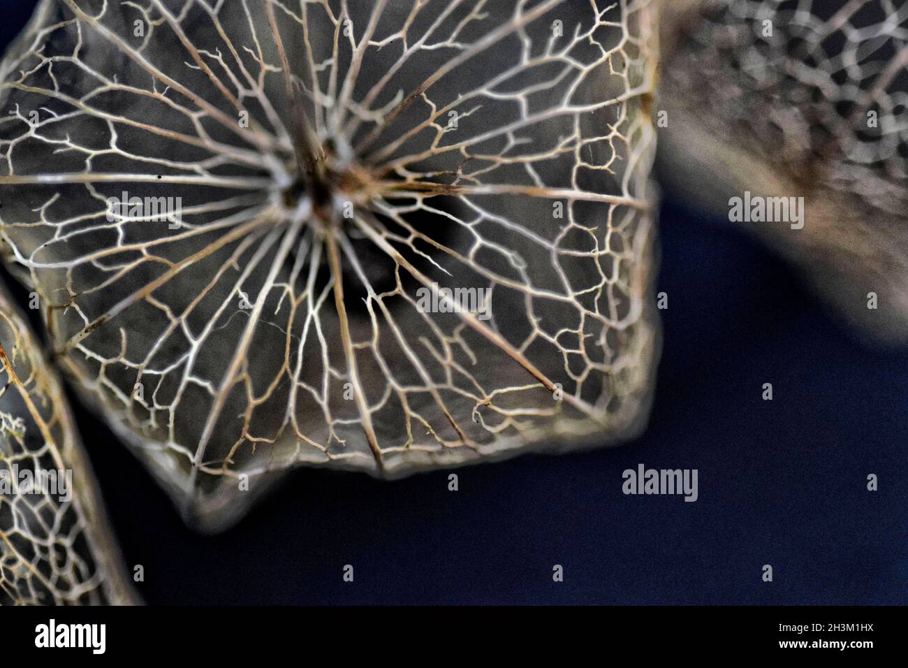 Skeleton seed pods hi-res stock photography and images - Alamy