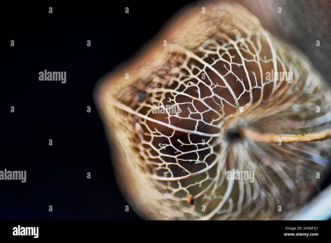 Skeleton seed pods hi-res stock photography and images - Alamy