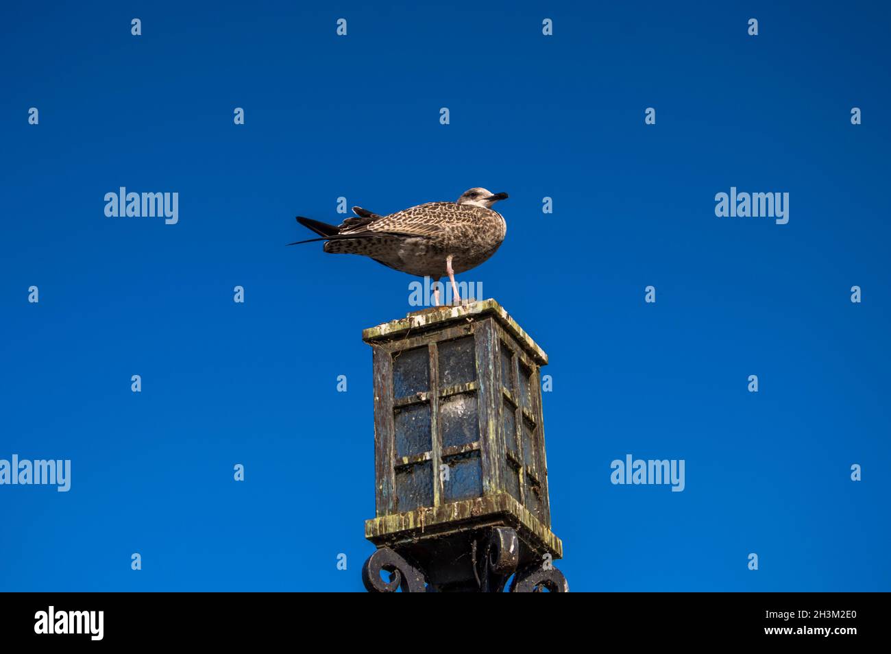 Oiseau bird hi-res stock photography and images - Alamy