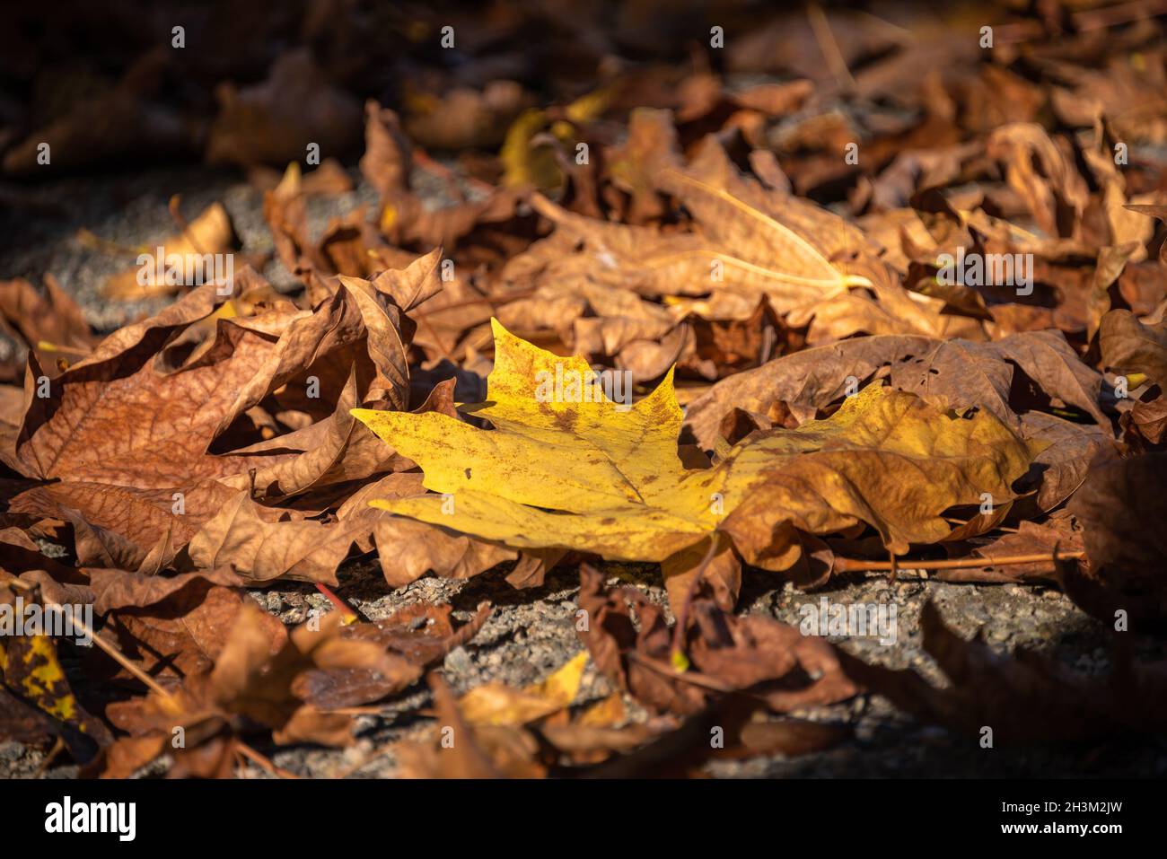 Yellow and bug maple leaves lighted up with sun on autumn season Stock ...