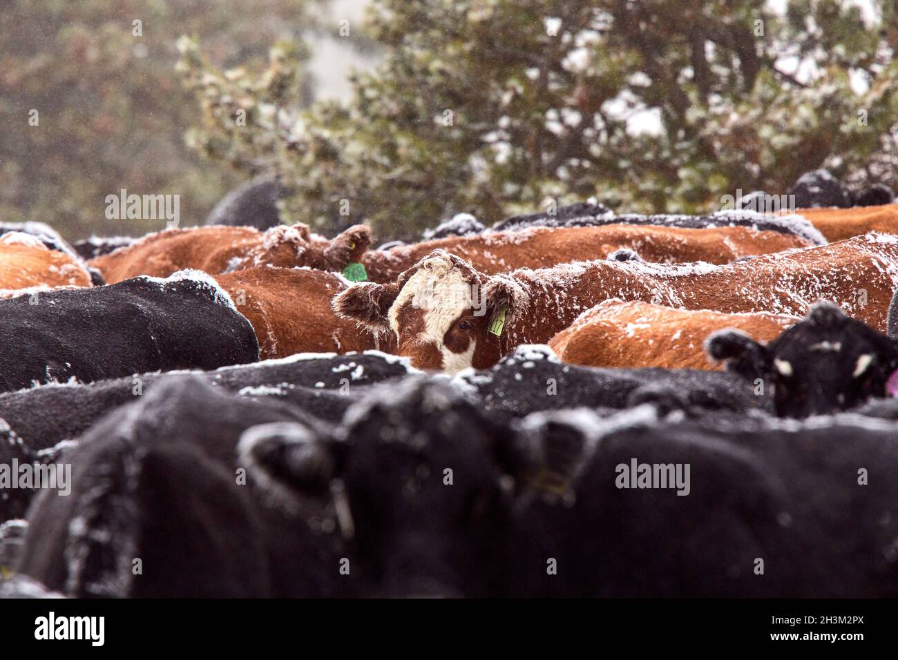 Cattle farming in north america hi-res stock photography and images - Alamy