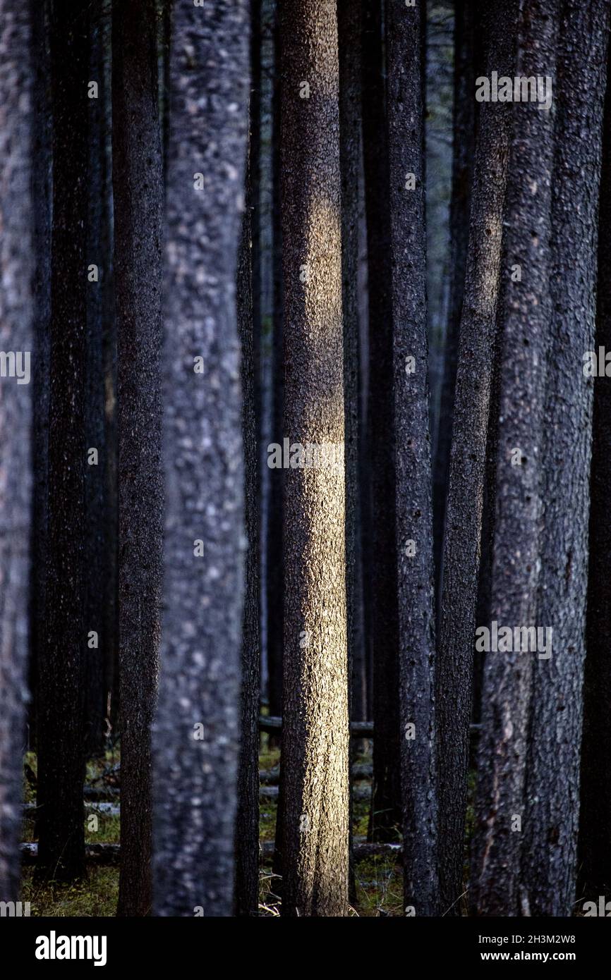 Lodgepole pine forest hi-res stock photography and images - Alamy