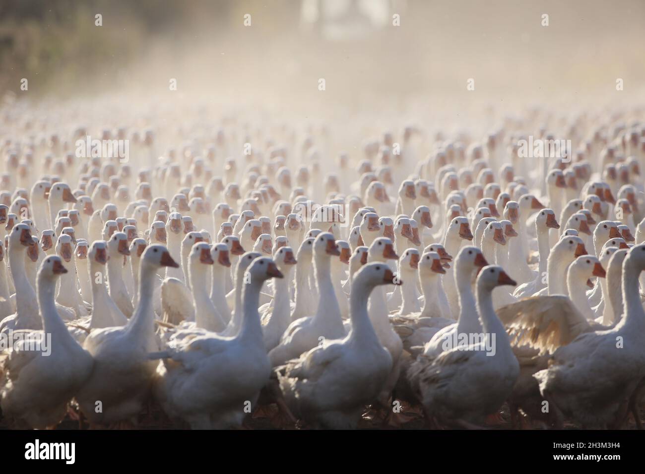 Veckenstedt, Germany. 29th Oct, 2021. Up to 8000 geese grow up on 30 ...