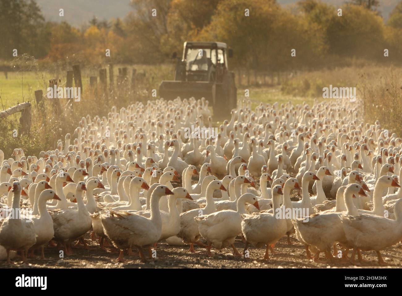Veckenstedt, Germany. 29th Oct, 2021. Up to 8000 geese grow up on 30 ...