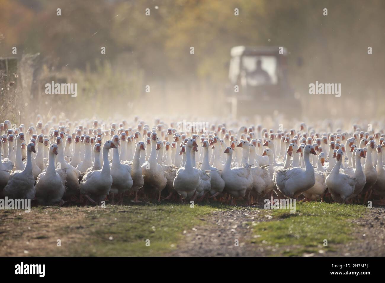 Martinmas goose hi-res stock photography and images - Alamy