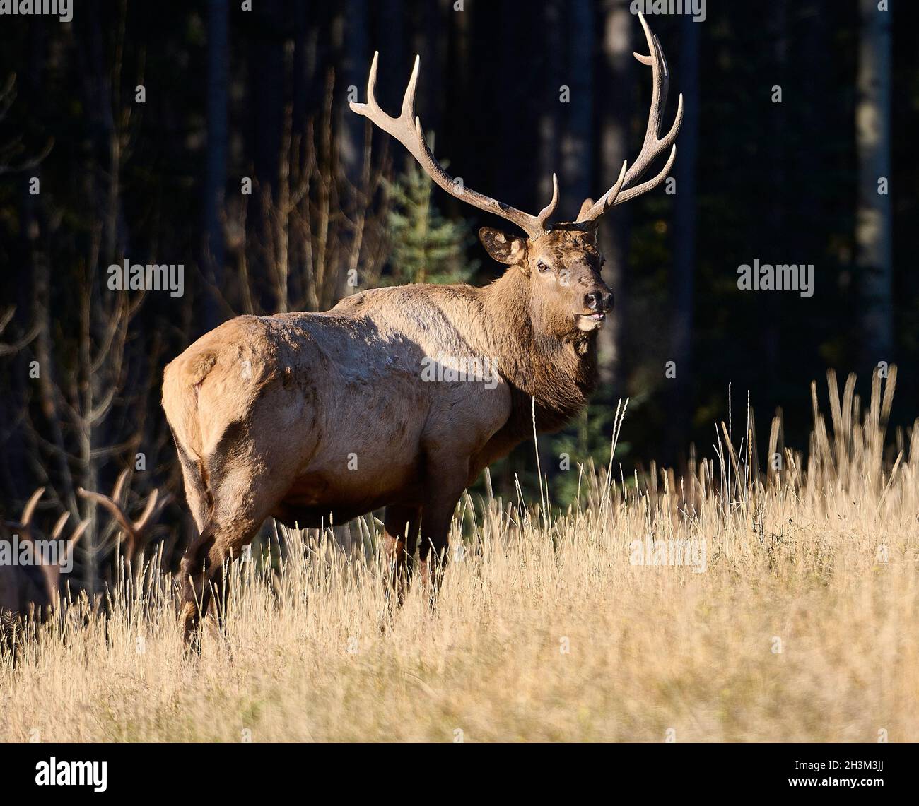 Bull Elk (Wapiti), (Cervus canadensis)Minnewanka loop, Banff National ...