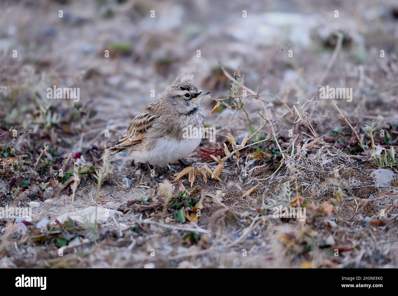 Horned lark (Eremophila alpestris) Minnewanka loop, Banff National Park ...