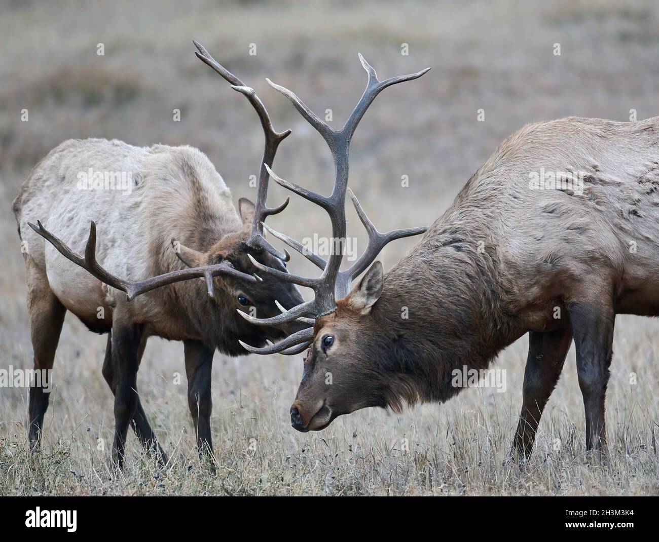 Young Bull Elk (Wapiti), (Cervus canadensis) battling during rut ...