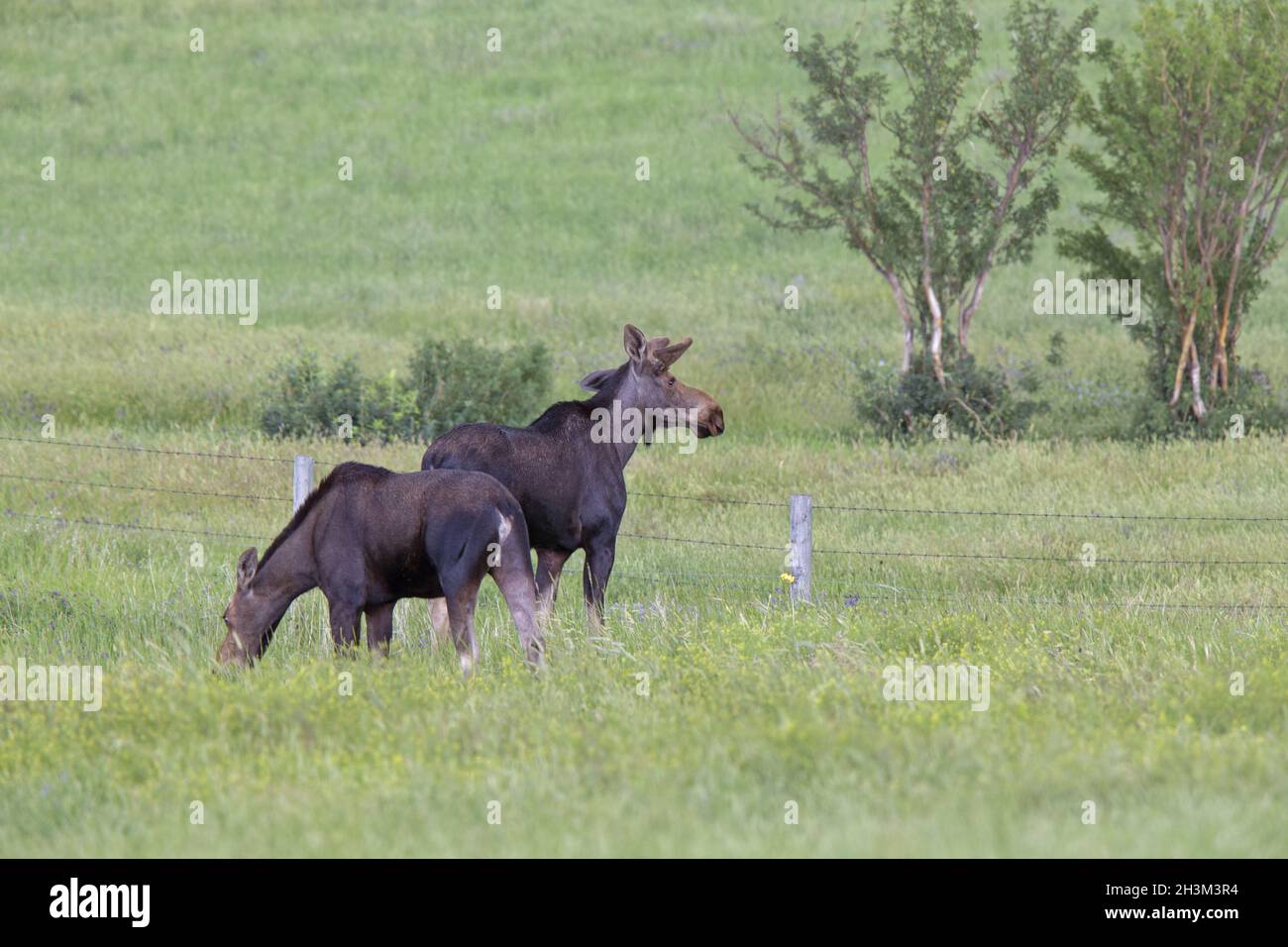 Large Moose Canada High Resolution Stock Photography and Images - Alamy