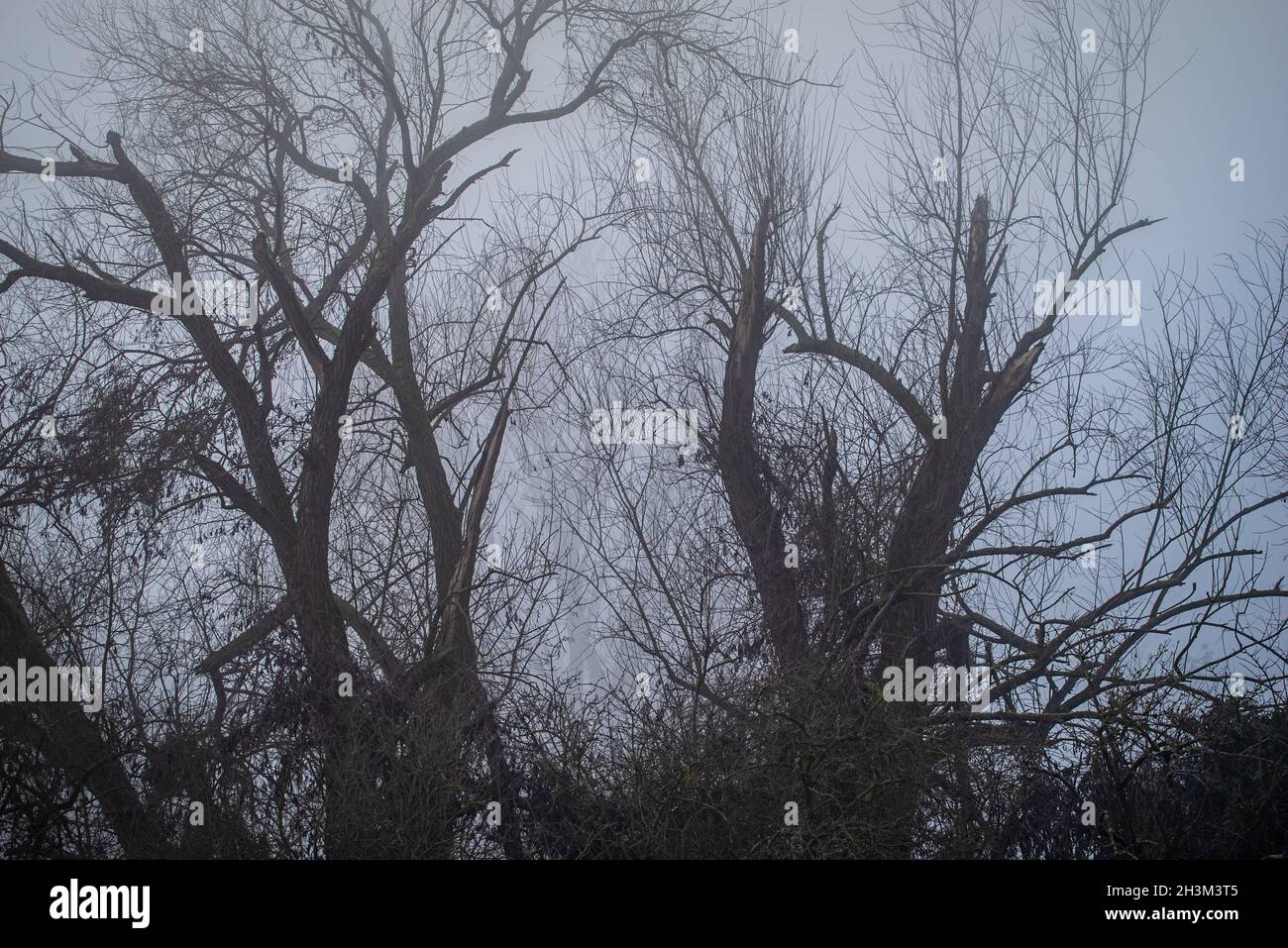 Ealry hi-res stock photography and images - Alamy