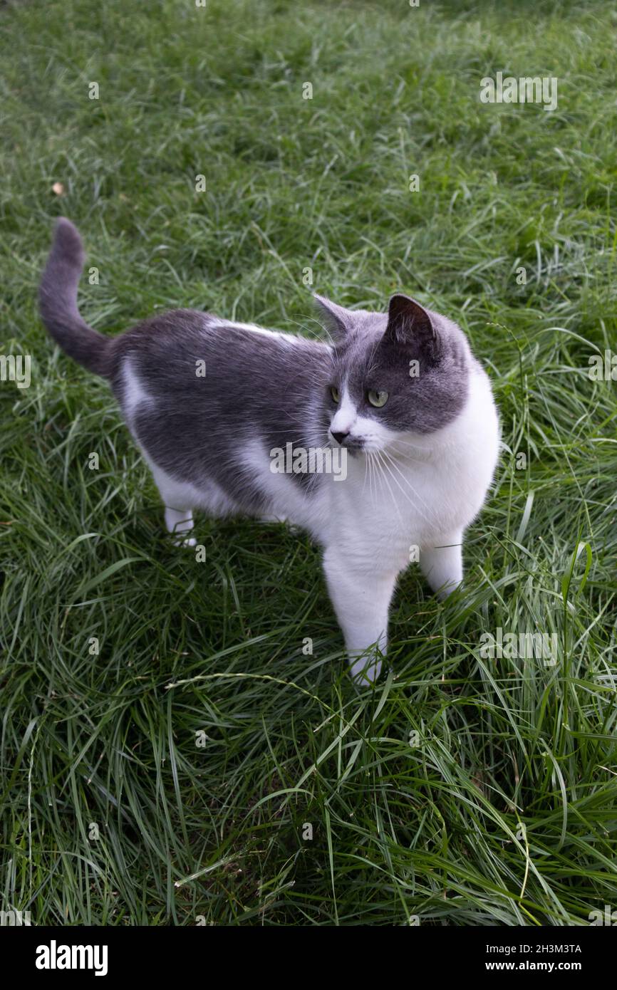 Curious cat standing on the green grass and looking around Stock Photo ...