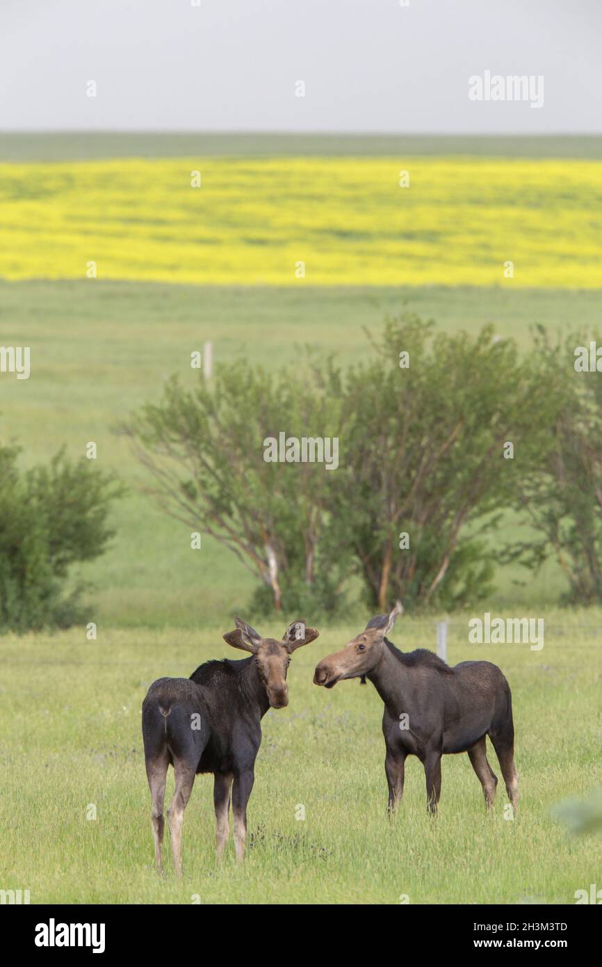 Large moose canada hi-res stock photography and images - Alamy
