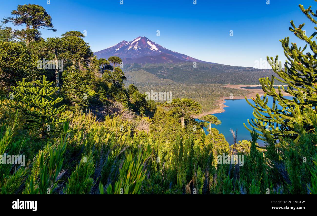 Volcano Llaima at Conguillio N.P. in morning light (Chile Stock Photo ...