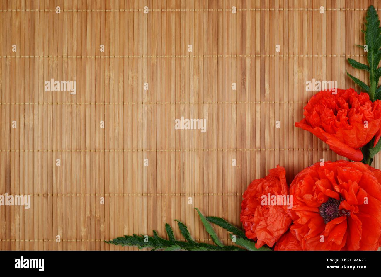Red peony poppy papaver on a brouwn background . Border floral design ...