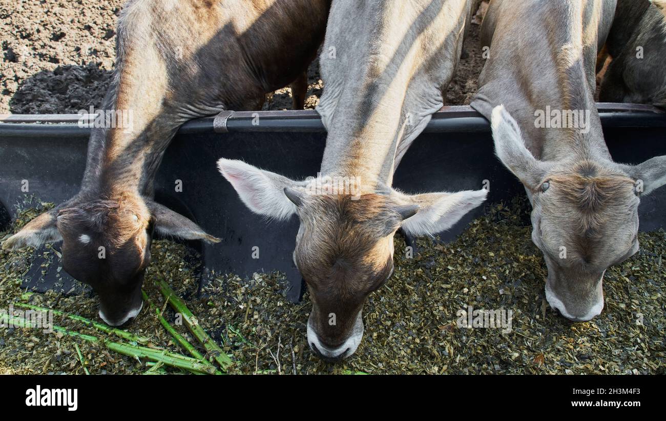 Portrait of a young cow eating on a manger Stock Photo - Alamy