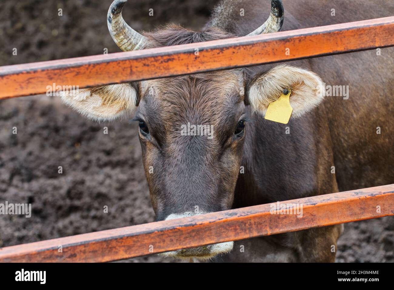 Portrait of a young bull posing inside a corral Stock Photo - Alamy