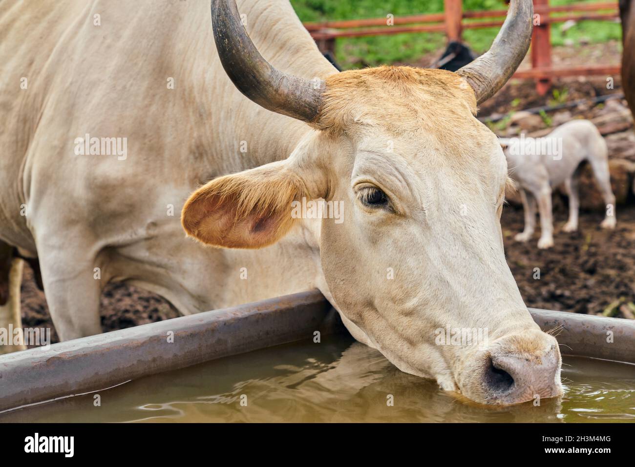 Portrait of a cow drinking water from a manger Stock Photo - Alamy