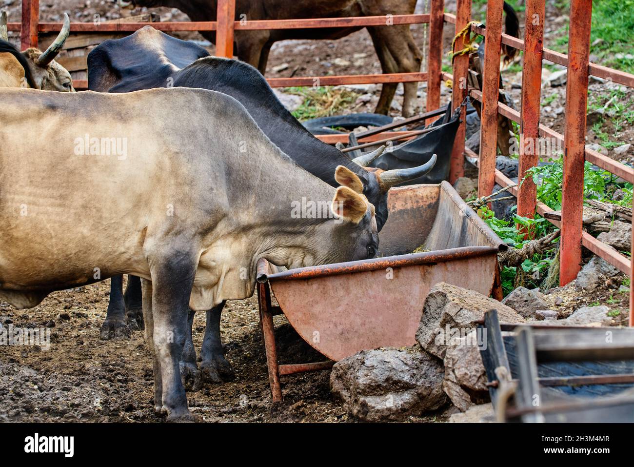 Portrait of a young cow eating on a manger Stock Photo - Alamy