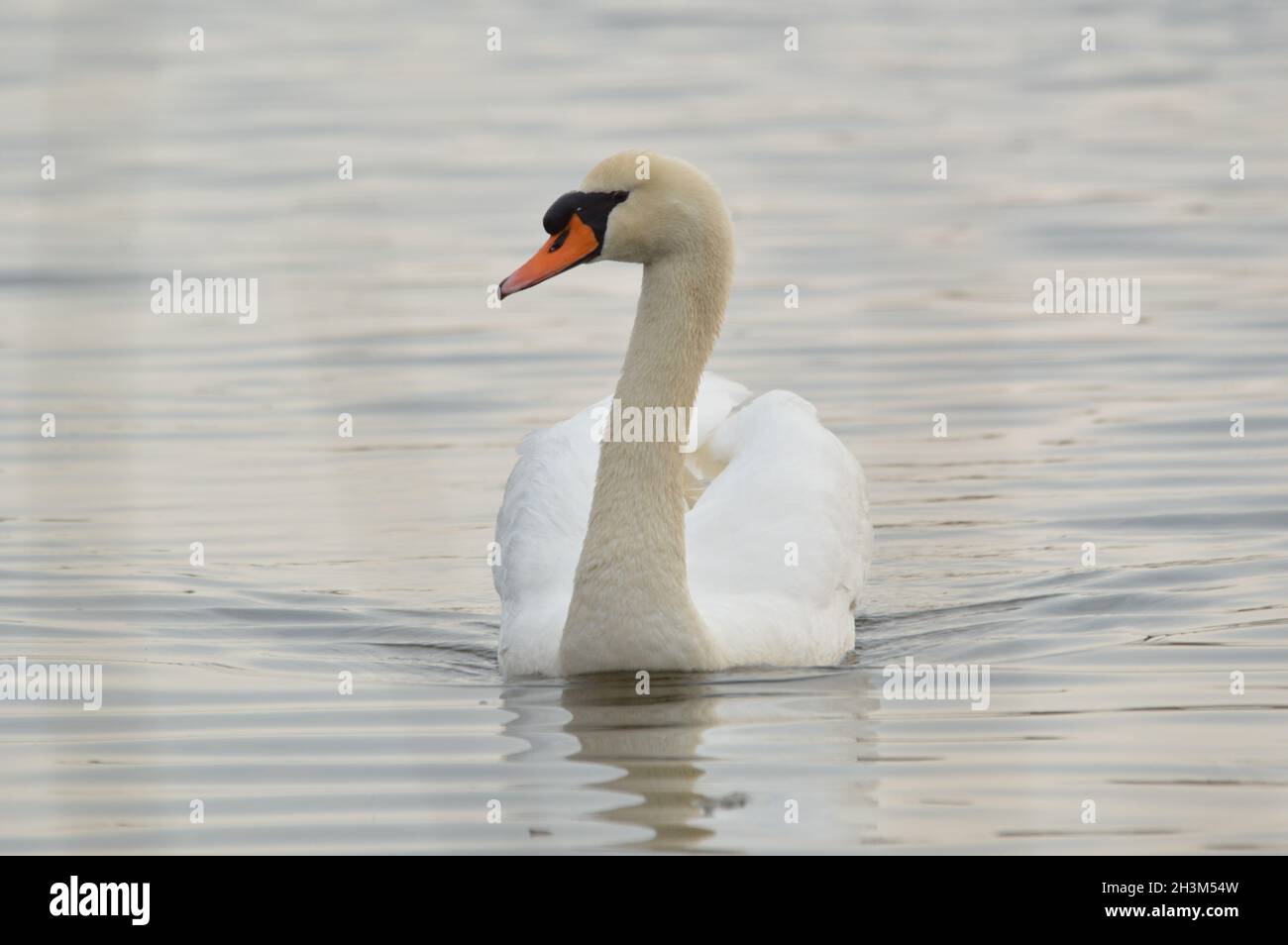 Cigno al Lago Stock Photo - Alamy