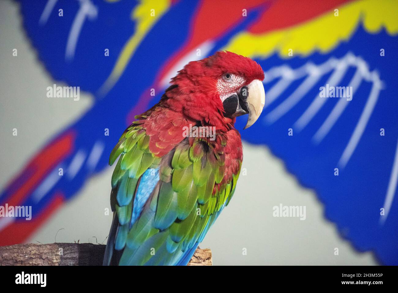 Parrot at Longleat Safari Park, Wiltshire, UK Stock Photo - Alamy
