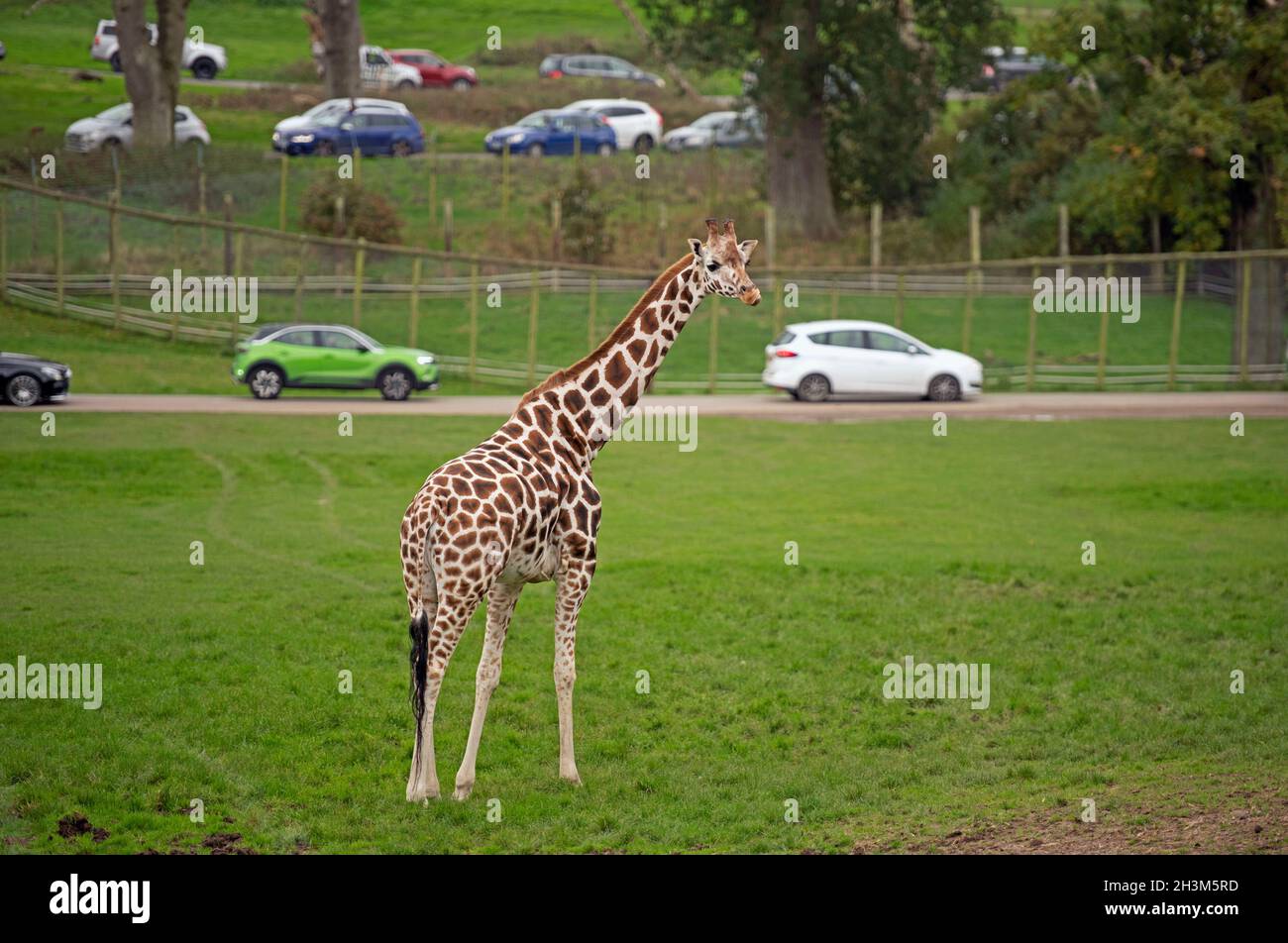Giraffe at Longleat Safari Park, Wiltshire, UK Stock Photo - Alamy
