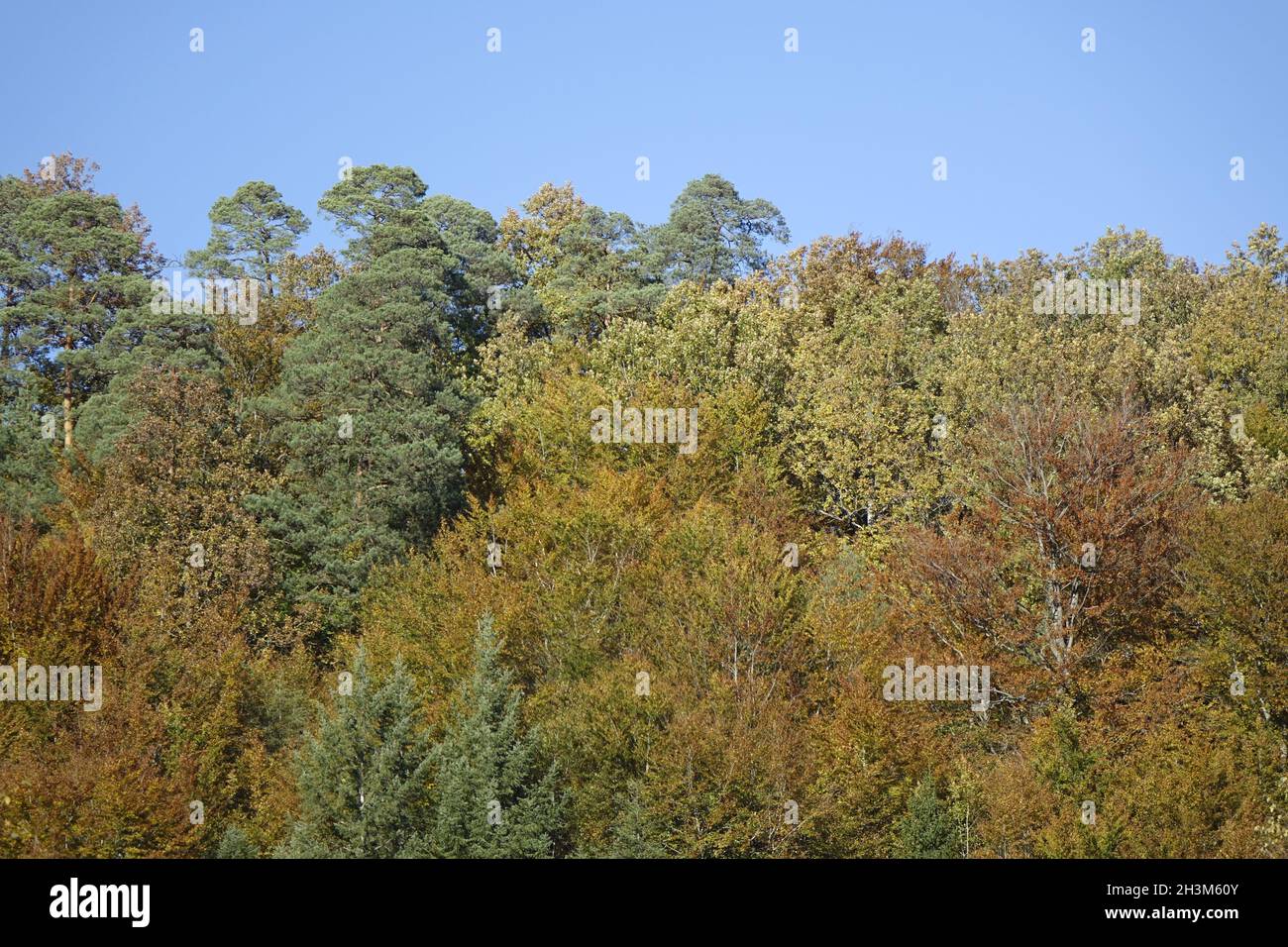 Autumn trees with colourful foliage under a blue sunny sky ...